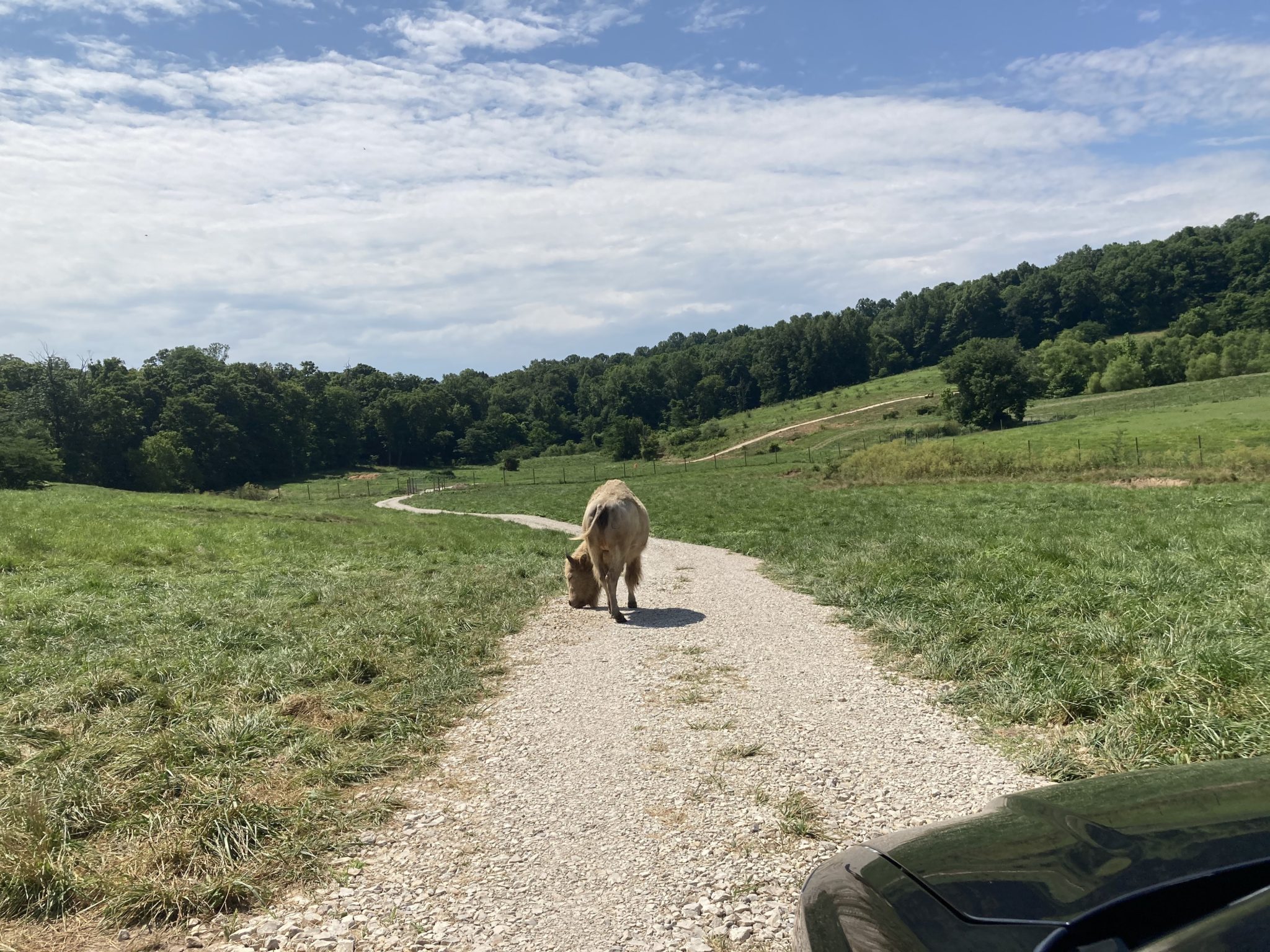 Wilstem Wildlife Park Drive Thru Safari in Indiana - Circle City ...