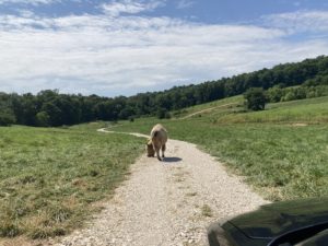 Wilstem Wildlife Park Drive Thru Safari in Indiana - Circle City ...