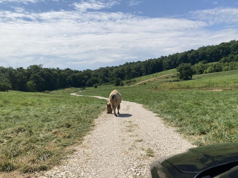 Wilstem Wildlife Park Drive Thru Safari in Indiana - Circle City ...