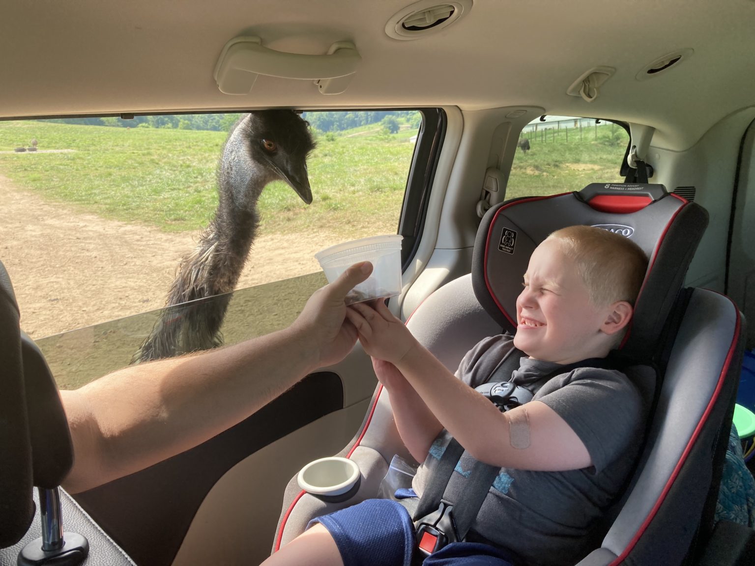 Wilstem Wildlife Park Drive Thru Safari in Indiana - Circle City ...