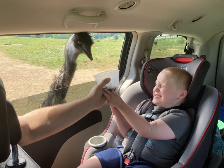 Wilstem Wildlife Park Drive Thru Safari in Indiana - Circle City ...