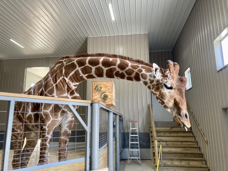 Wilstem Wildlife Park Drive Thru Safari in Indiana - Circle City ...