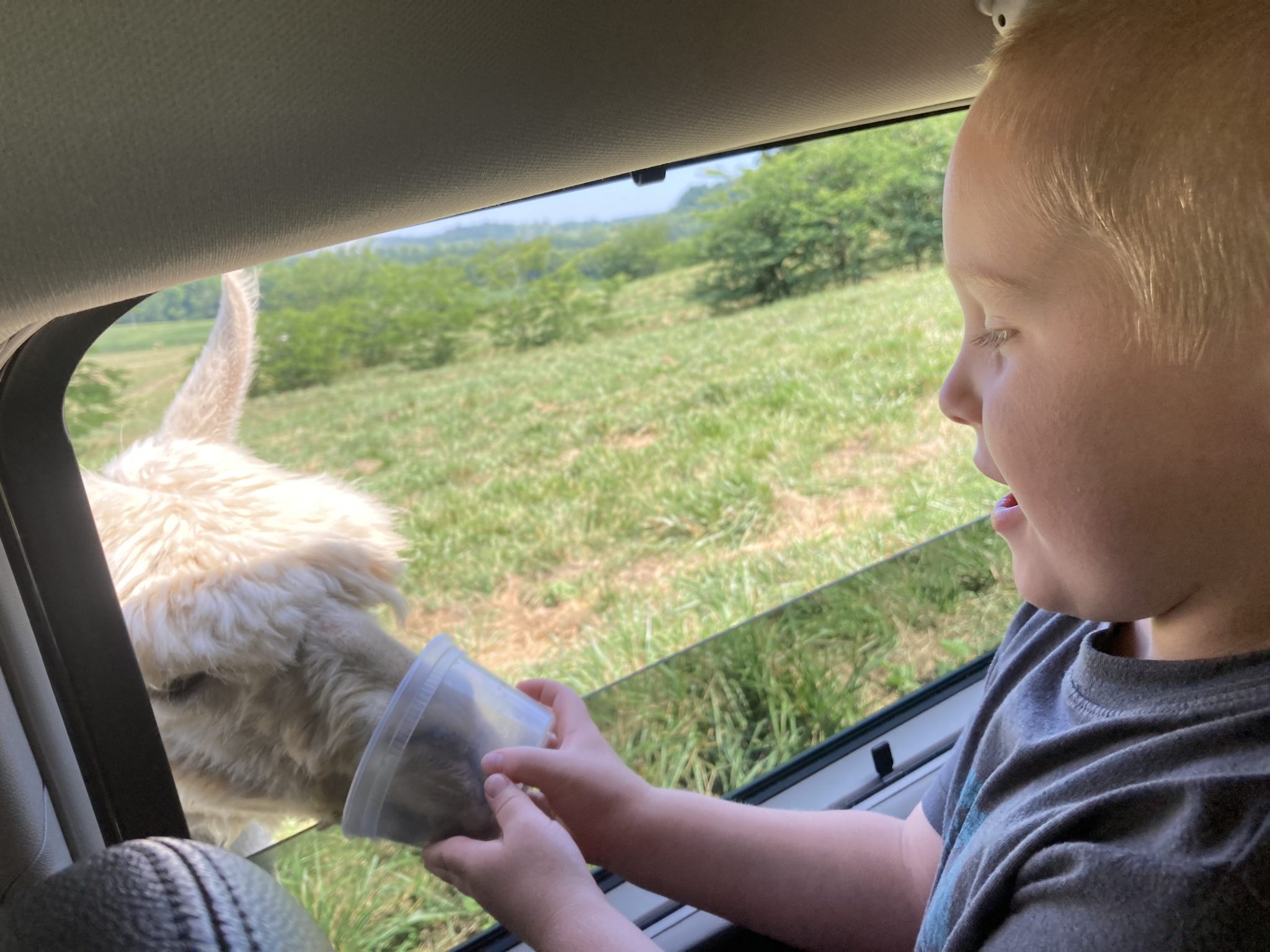 Wilstem Wildlife Park Drive Thru Safari in Indiana - Circle City ...