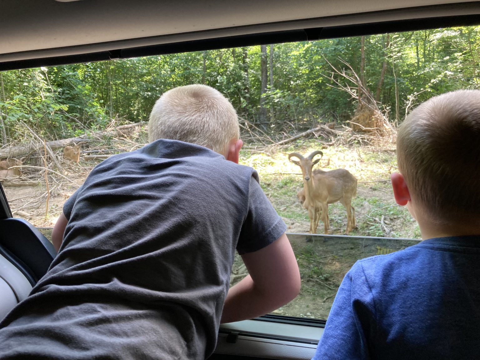 Wilstem Wildlife Park Drive Thru Safari in Indiana - Circle City ...