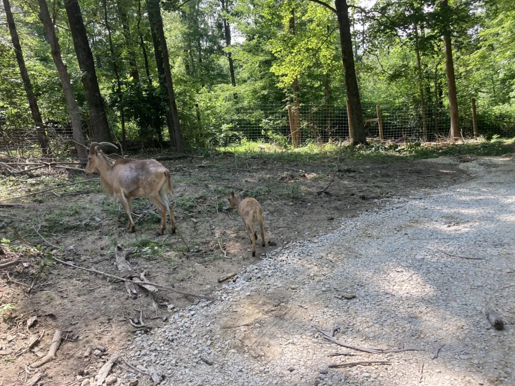 Wilstem Wildlife Park Drive Thru Safari in Indiana - Circle City ...