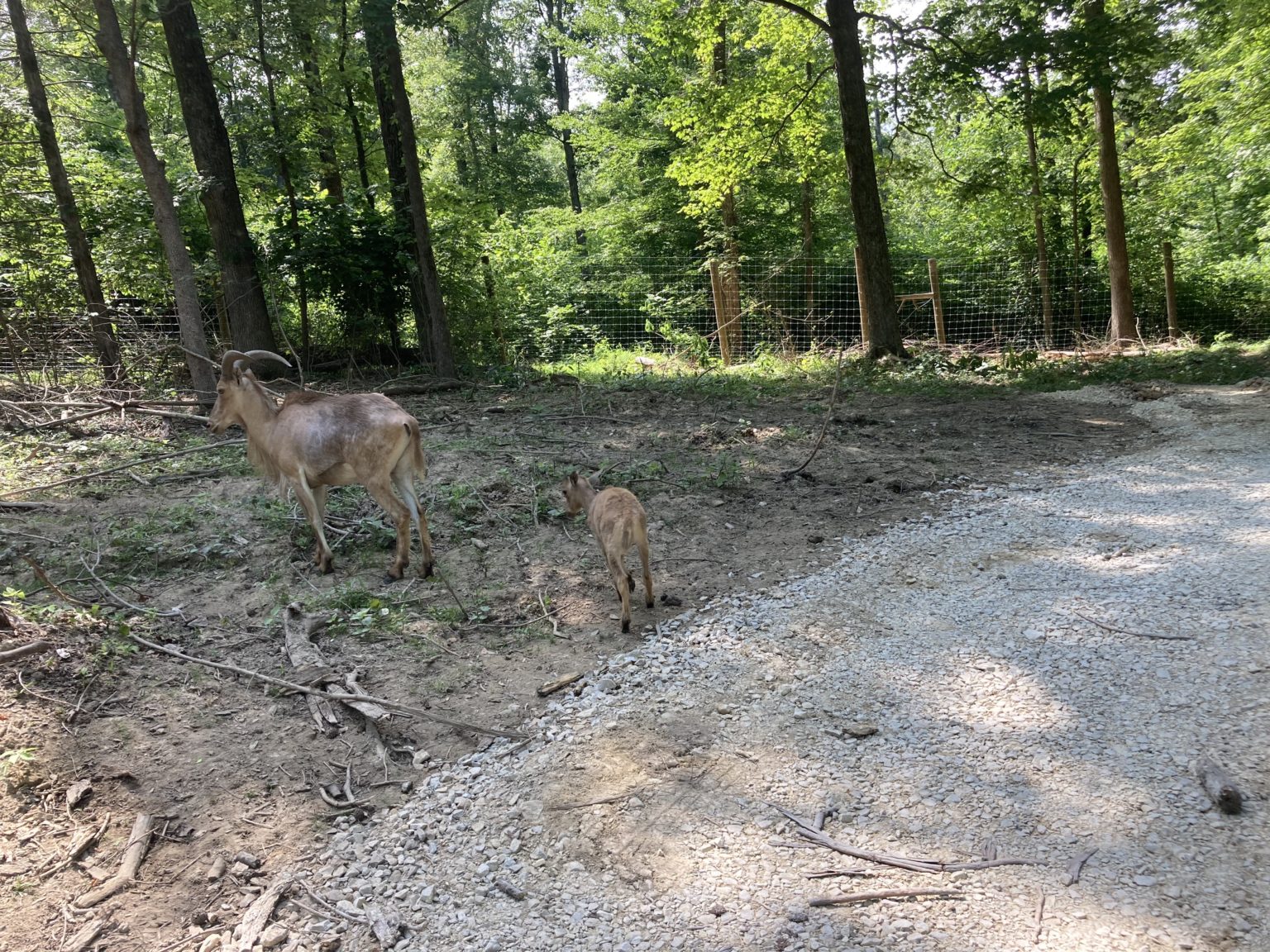 Wilstem Wildlife Park Drive Thru Safari in Indiana - Circle City ...