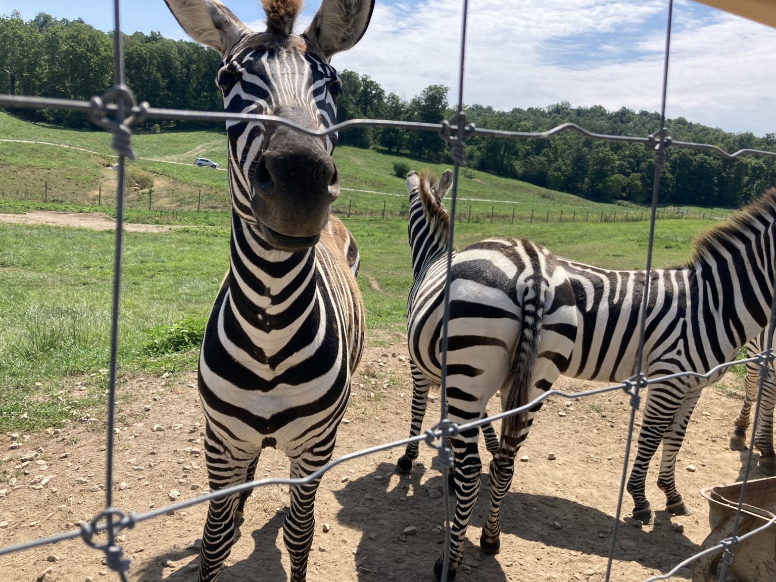 Wilstem Wildlife Park Drive Thru Safari in Indiana - Circle City ...